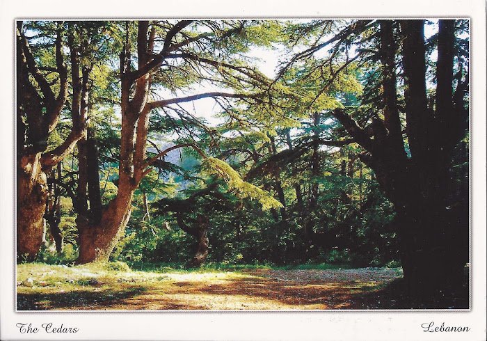 { Lebanon Nature Gallery } | Page 25 | SkyscraperCity Forum