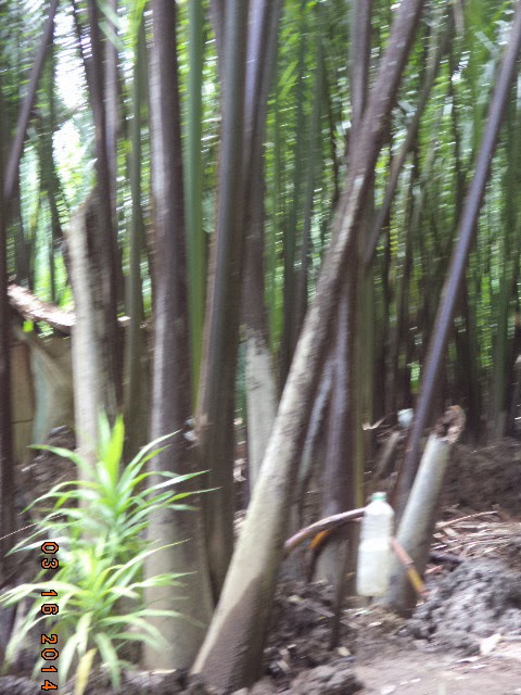 ORGANIC MEDICINE: WHAT IS NIPA PALM TREE AND BENEFITS?