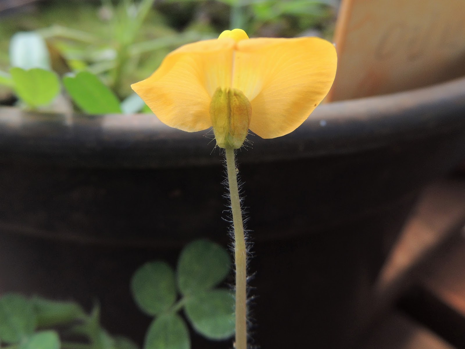 Fabaceae - Leguminosae no Brasil: Fabaceae - Arachis correntina ...