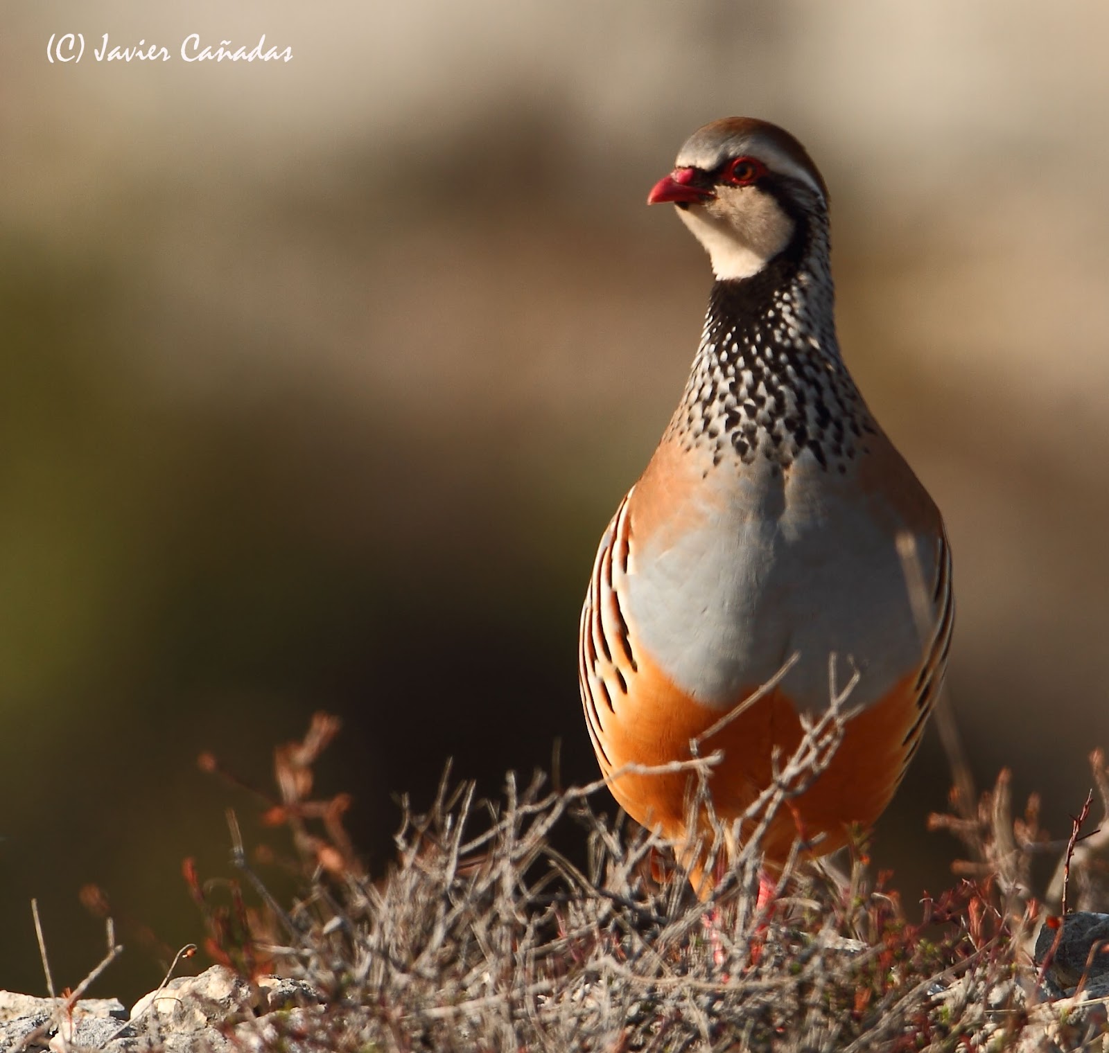 Aves del Cantábrico Oriental: Alectoris rufa