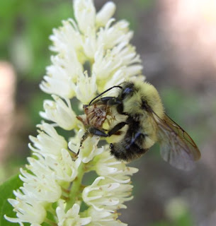 Pollinators: Death among the flowers