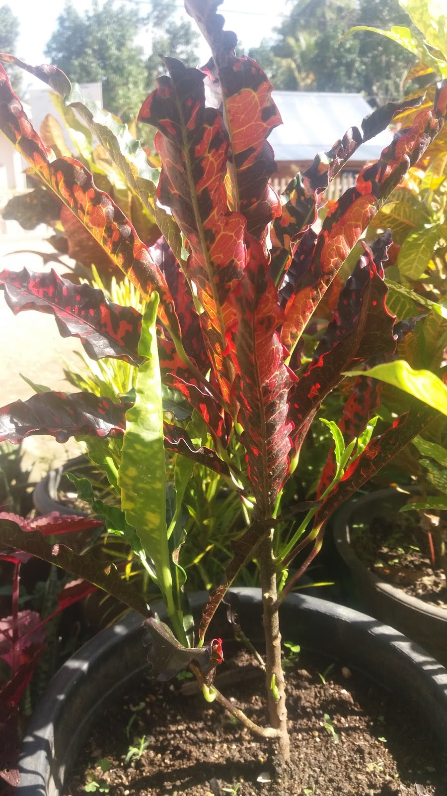 Mengenal Bunga Puring