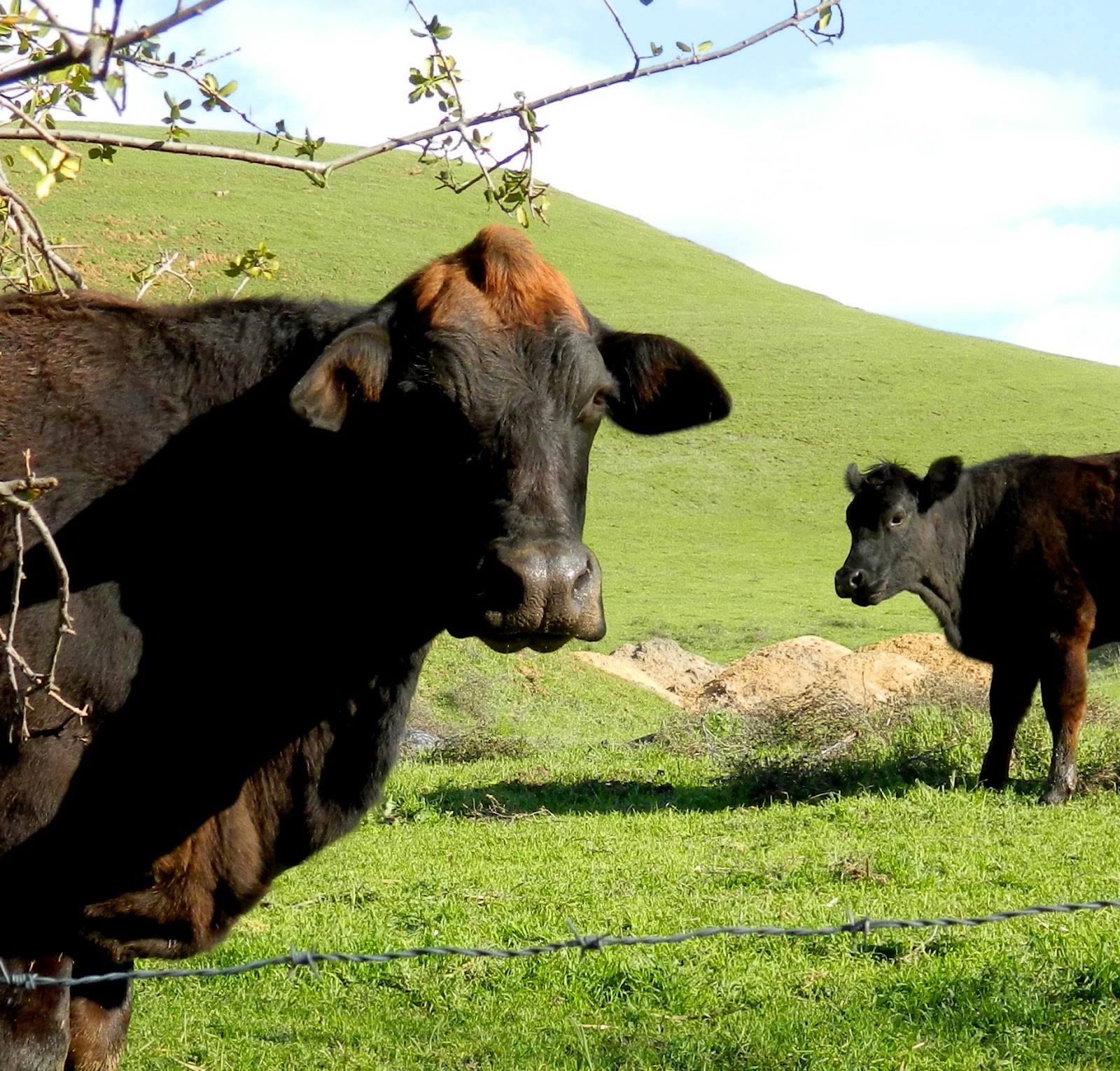 Dancing 'Cross the Country: Cow Country