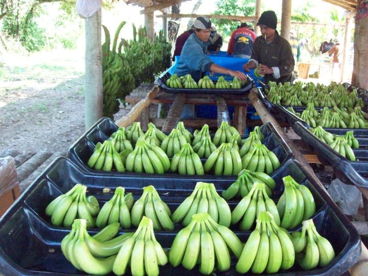 Ponderan record en producción bananera - Siempre Formosa