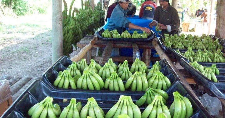 Ponderan record en producción bananera - Siempre Formosa