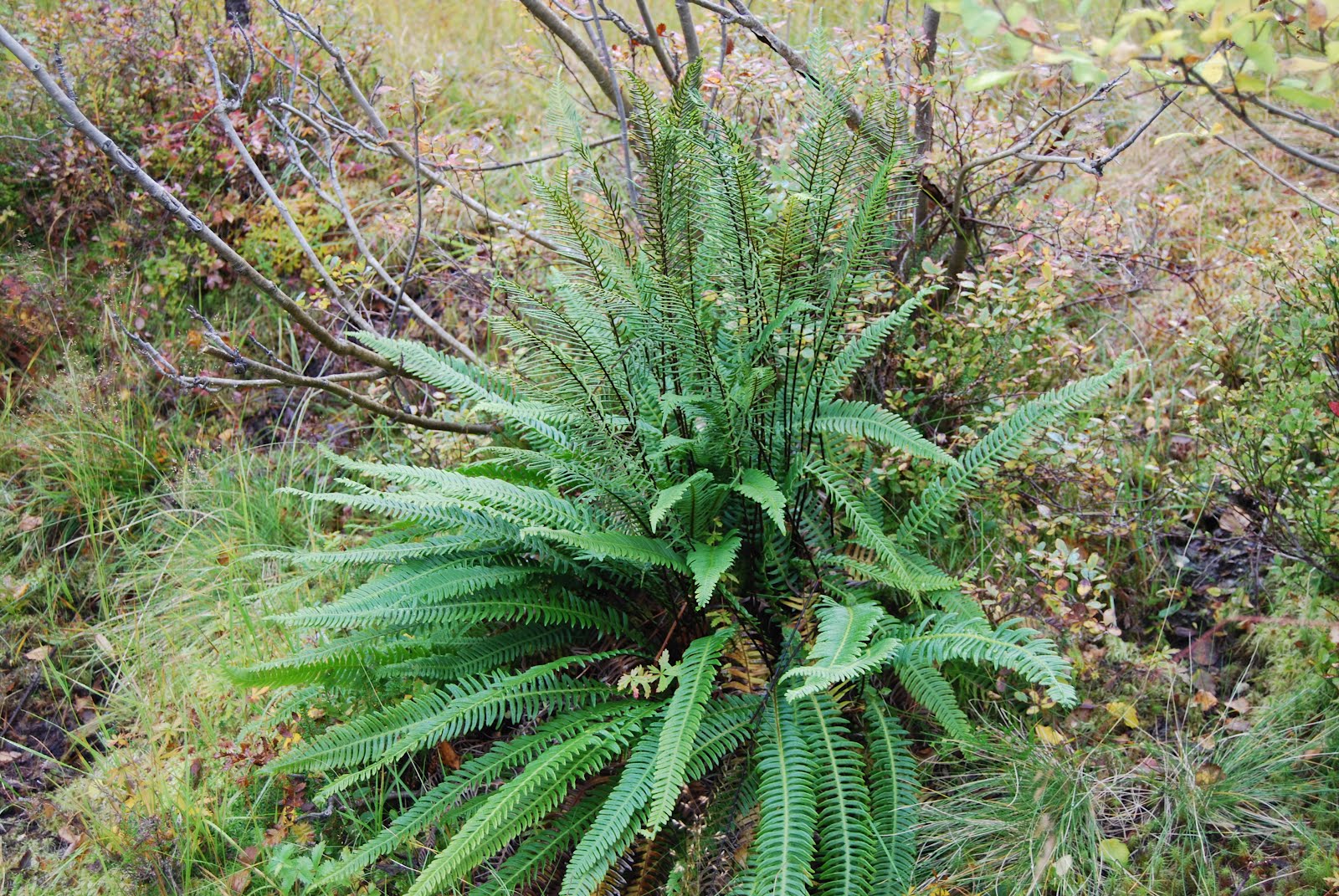 Bjorg's Garden: Bregner