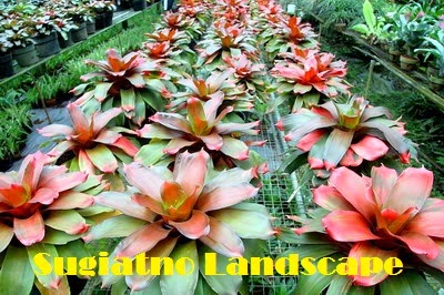 Bromelia merah | Jenis tanaman bromelia | Harga bromelia | Tukang Taman
