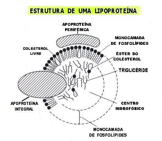 Gorduras: Lipoproteínas