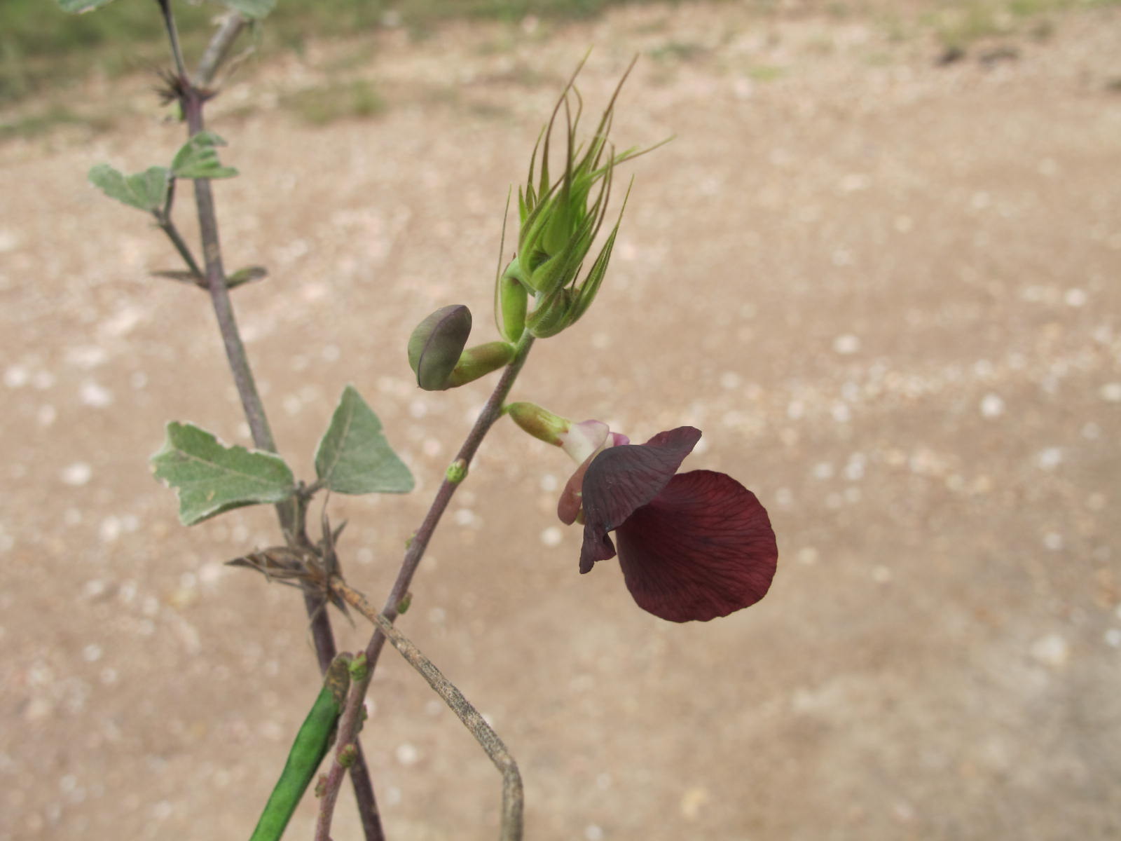 Fabaceae - Leguminosae no Brasil: Fabaceae - Macroptilium bracteatum ...