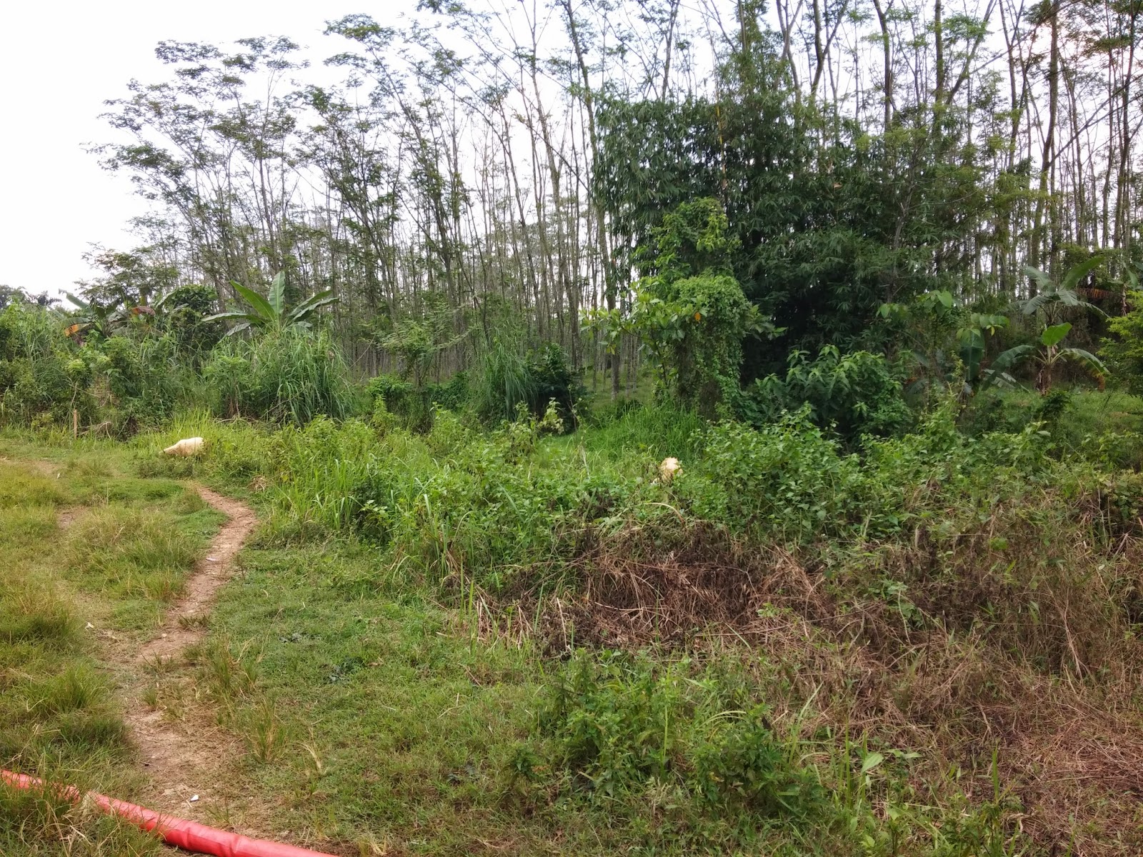 IAN FAIZ PROPERTY: DiJual Tanah Kebun 5 hektar ,7 hektar dan 2,5 hektar ...