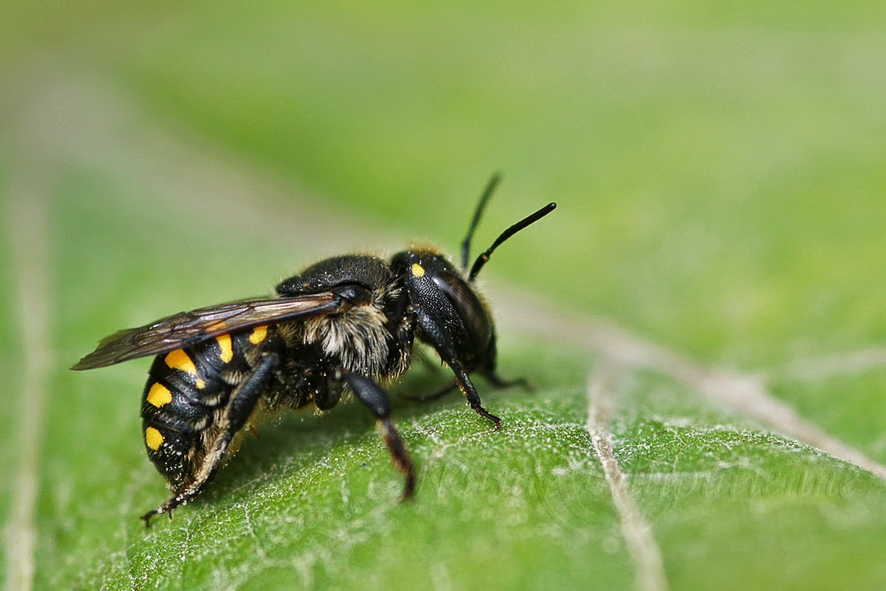 Photo Nature Lilliputienne (macrophotographies): Anthidium septemspinosum