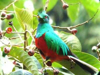 Quetzal