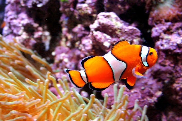 mundo animal: Animais aquáticos mais interessantes