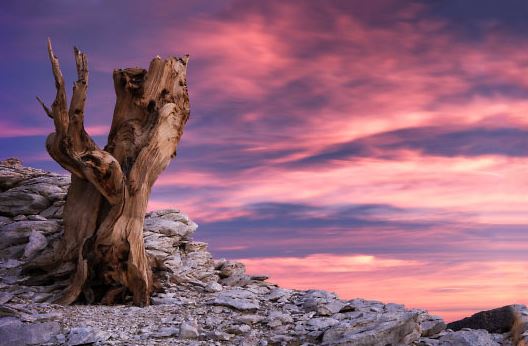 Prometheus: World's Oldest Tree Older Than The Pyramids Of Giza ...