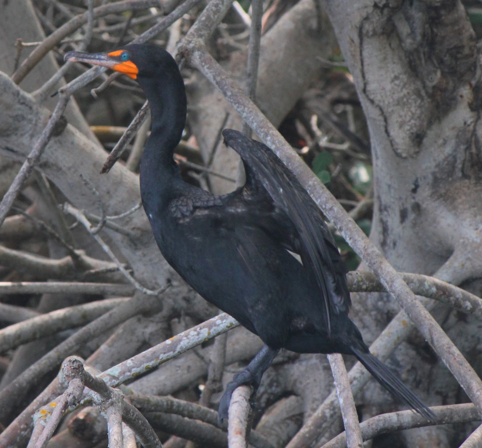 Views From Our Kayak: J.N. "Ding" Darling National Wildlife Refuge