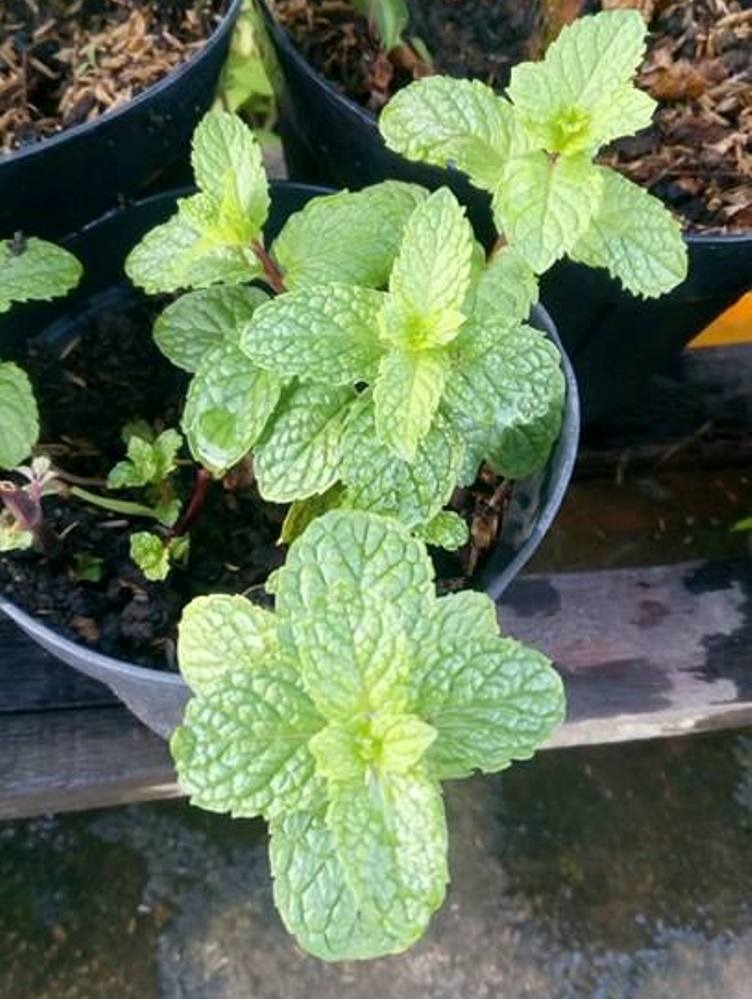 Rumah Bunga Neisha: CARA Menanam Mint Pakai Stek Batang