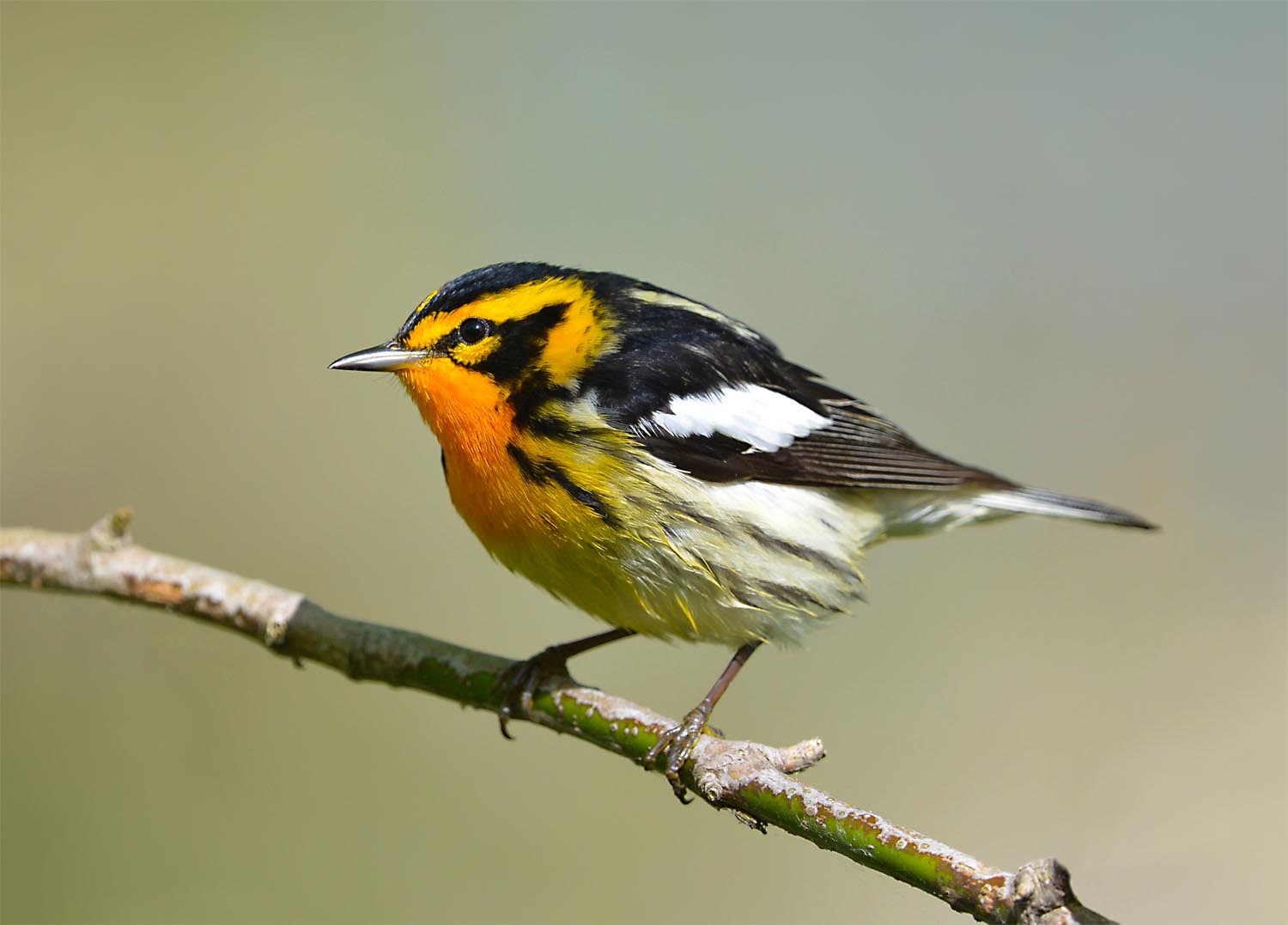 Blackburnian Warbler - E.North America | Birds - Warblers | Pinterest ...