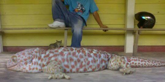 TUKO FORUM: Largest Gecko (Tuko)