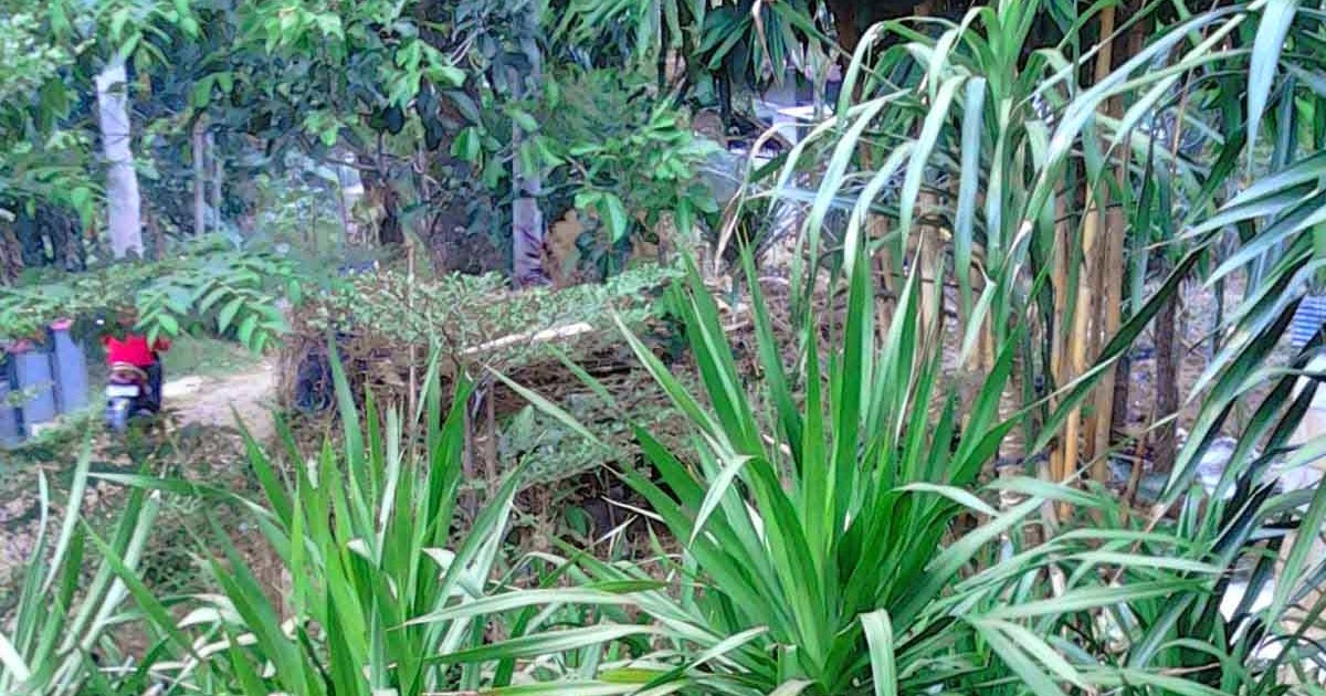 22+ Tanaman Hias Daun Pandan