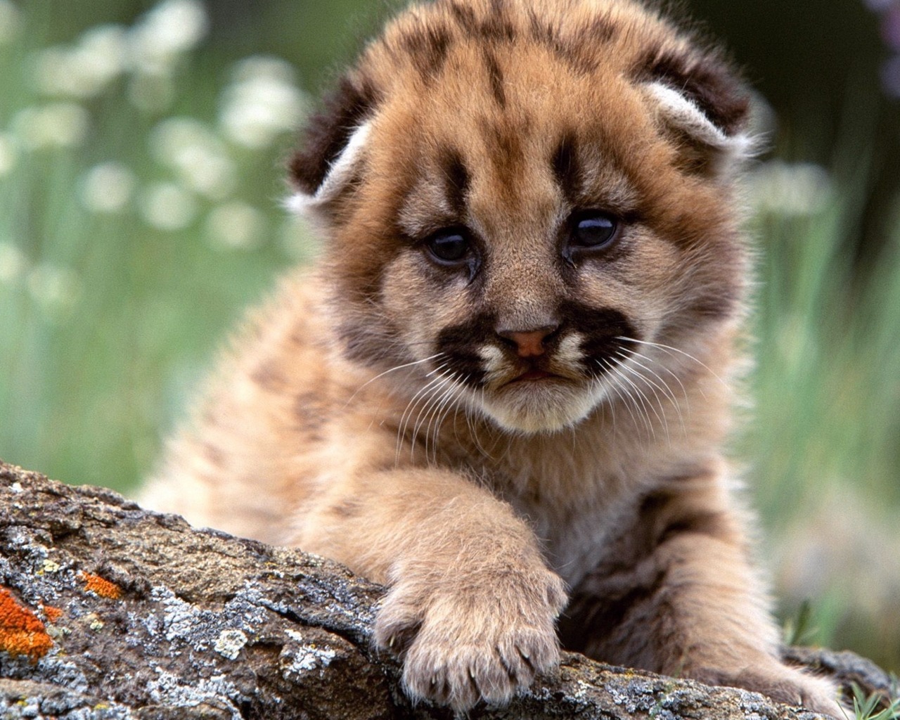 Los 20 mejores temas para Windows 7: Colección de imagenes de felinos ...