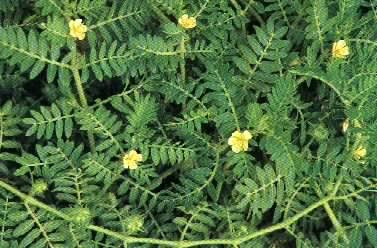 Tanaman Untuk Penambah Libido | Tips Petani