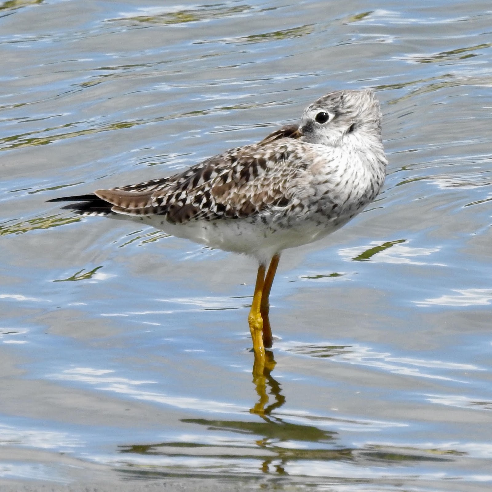 Hiking Curaçao - Flora and Fauna: Lots of birds in pools. Blue Bay resort