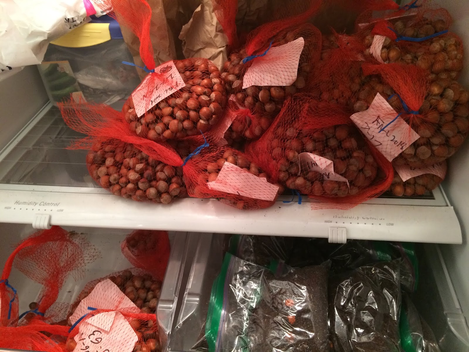 Riverbend Hazelnuts: Hazelnut storage