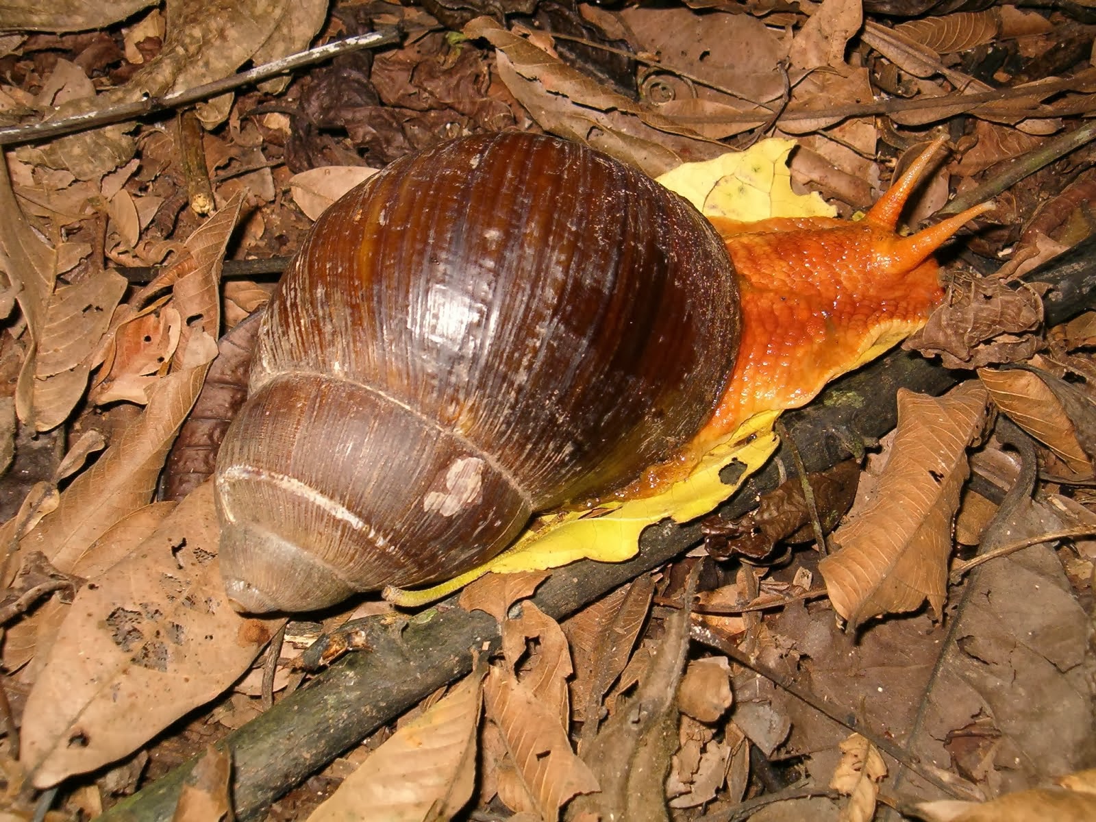 LAND SNAILS ECUADOR Moluscos Ecuador: Biodiversidad Moluscos Fotografias