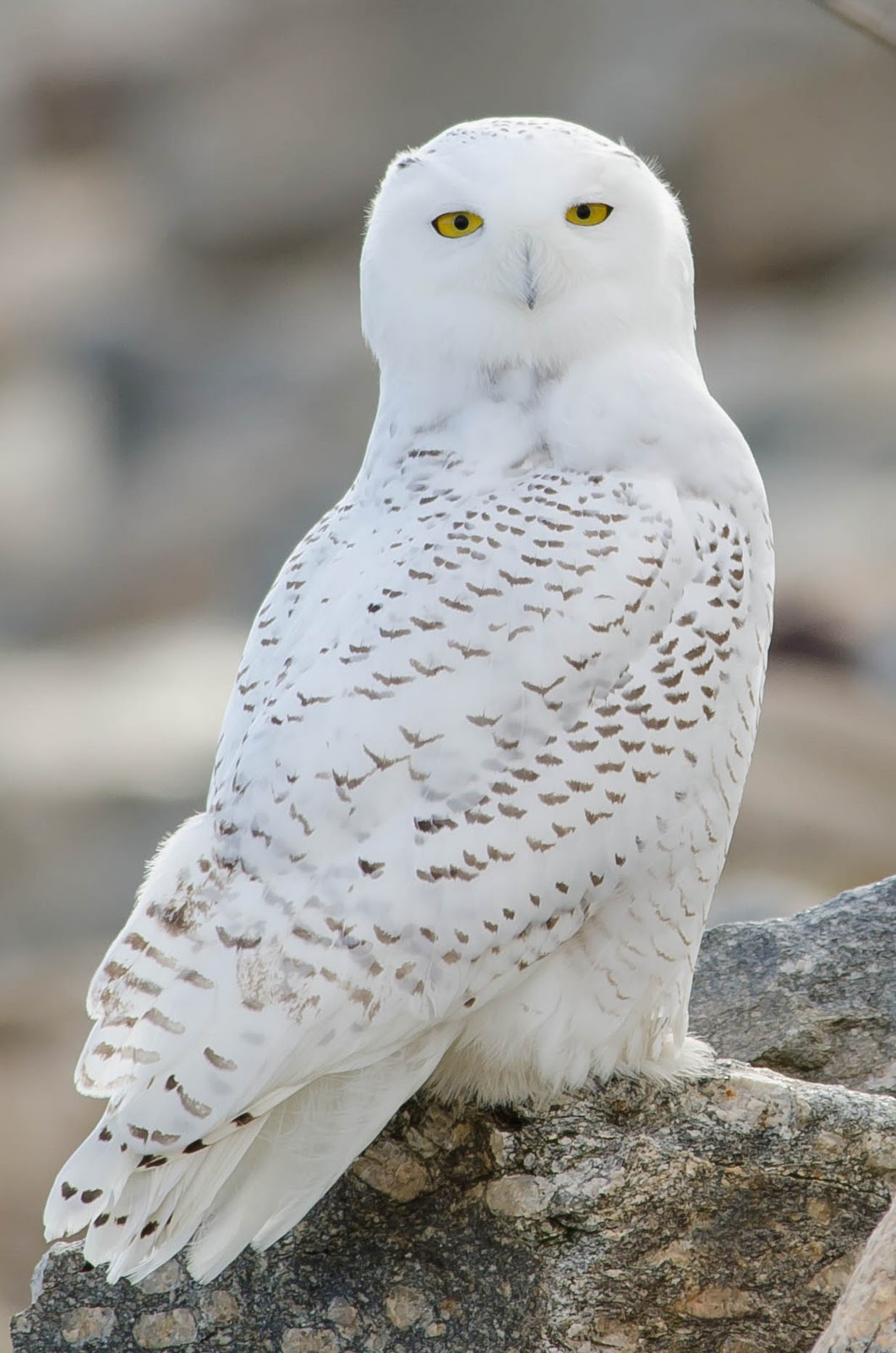 Connecticut Audubon Society: Snowy Owl at Stratford Point