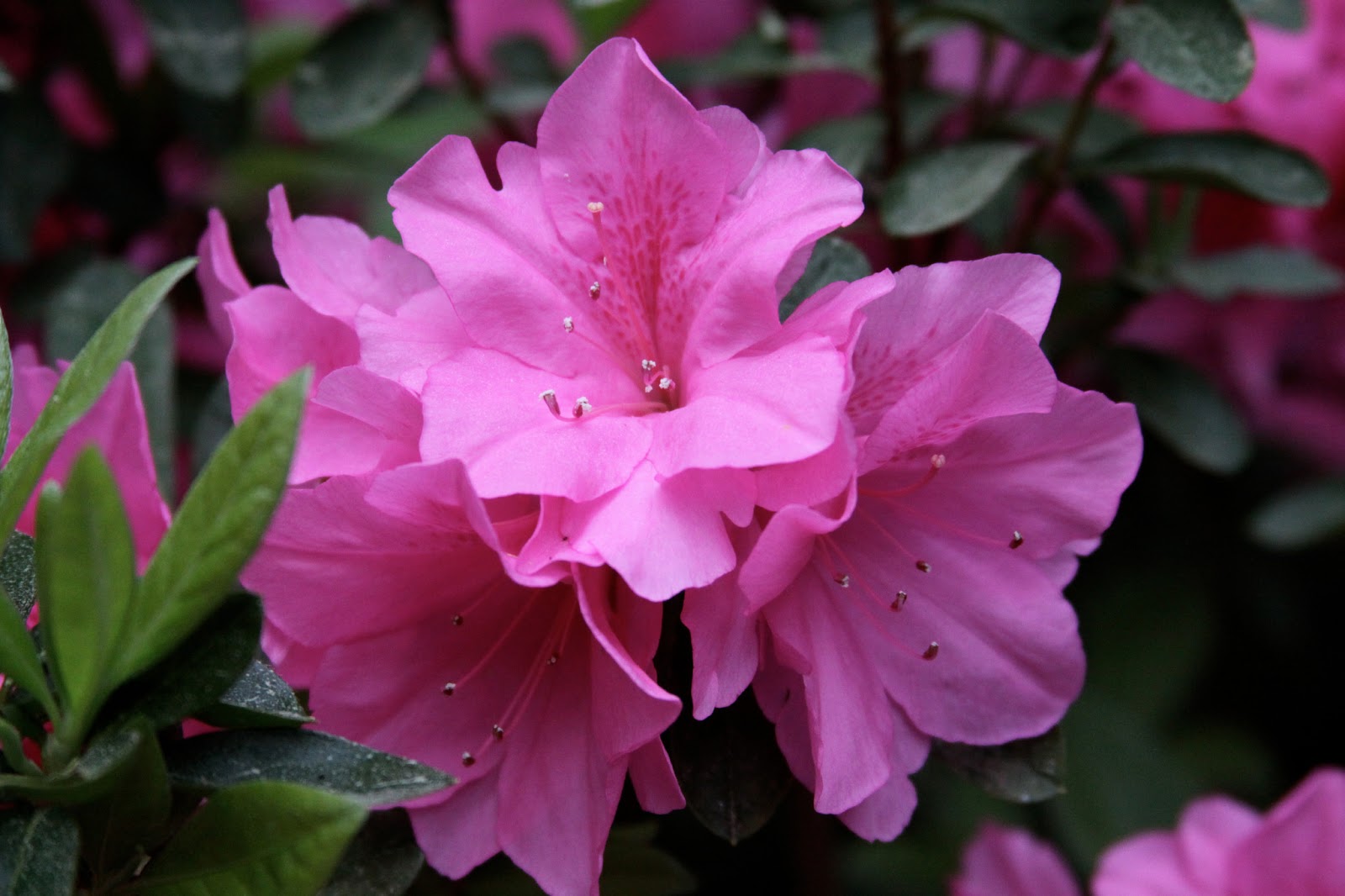 Sweet Southern Days: Springtime Azaleas