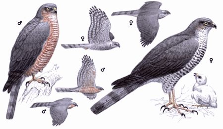 Gavilán | Águilas del mundo