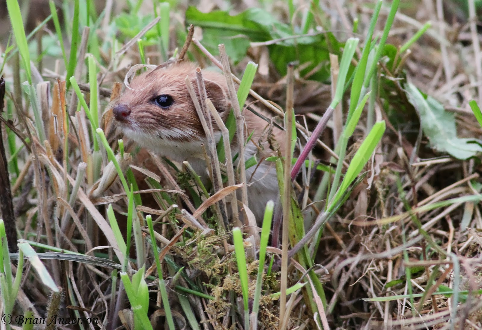 Brian's birding blog: British Wildlife