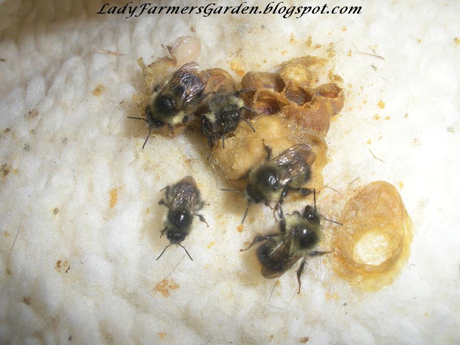 Lady Farmer's Garden: Baby Birds and Bumble Bees