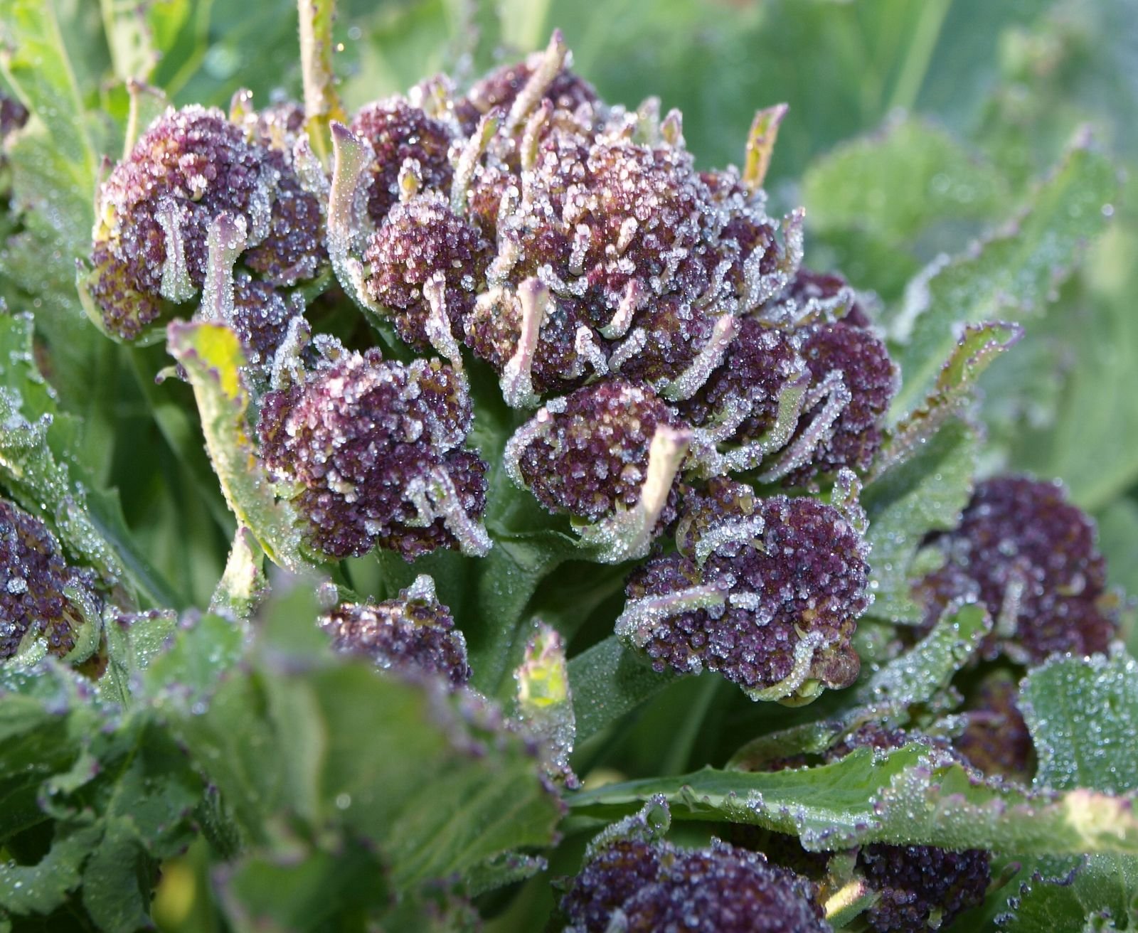 Mark's Veg Plot: Photos