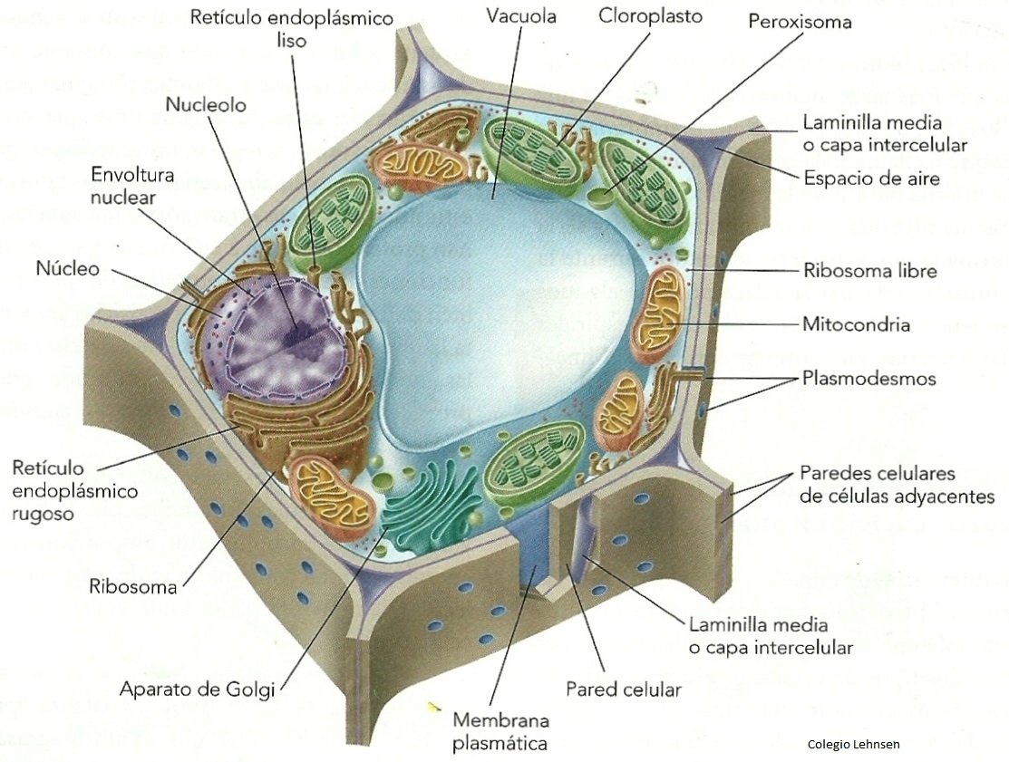 biotics I y II: CONOCIENDO LA ESTRUCTURA CELULAR