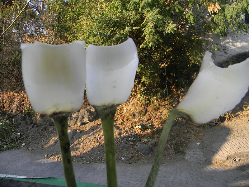 Museo Comunitario San Esteban Tetelpan, Asociación Civil....SIGUENOS ...