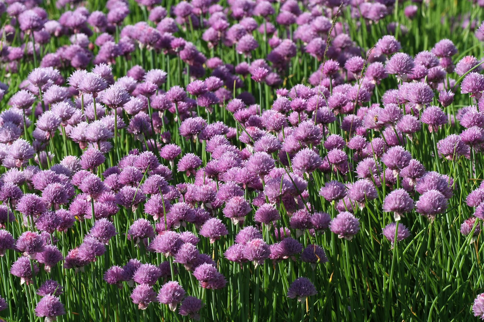 Kaarina Davis: Perhosten ystäville