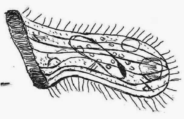 BIODIVERSIDAD CRÍPTICA EN EL IES "AZUER": Spathidium sp.