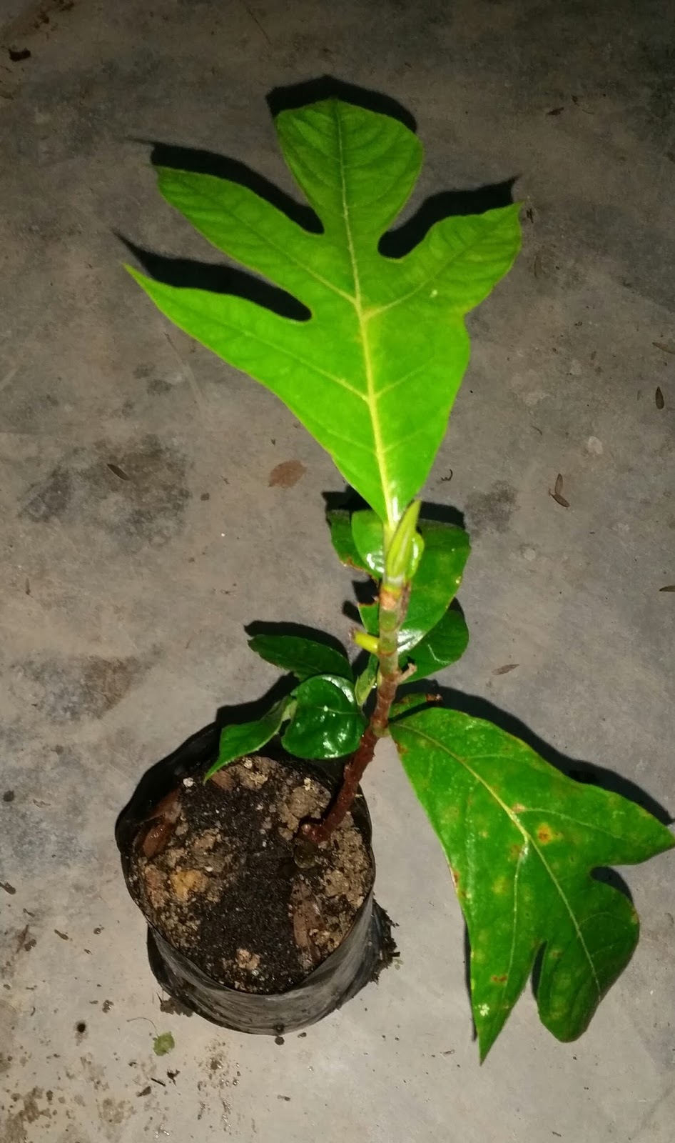 Warisan Petani: Pokok Sukun