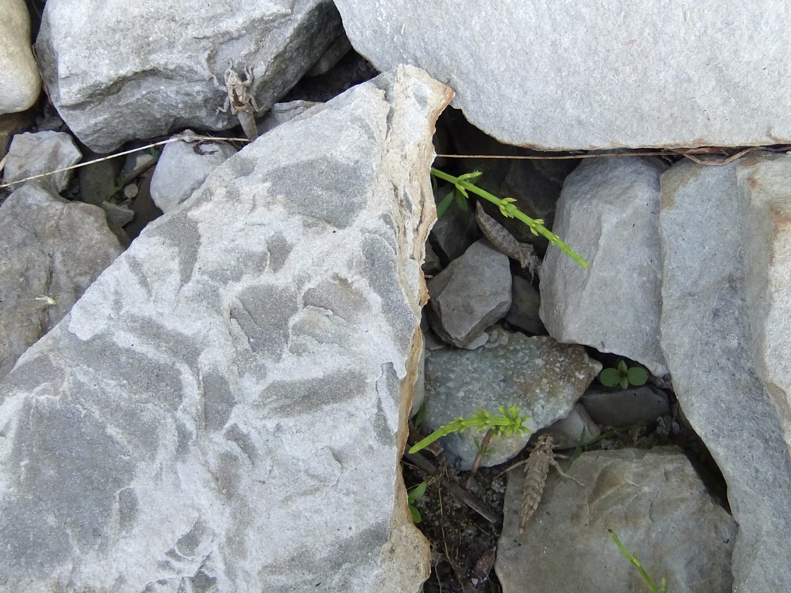Libellules de Gatineau: Deschênes