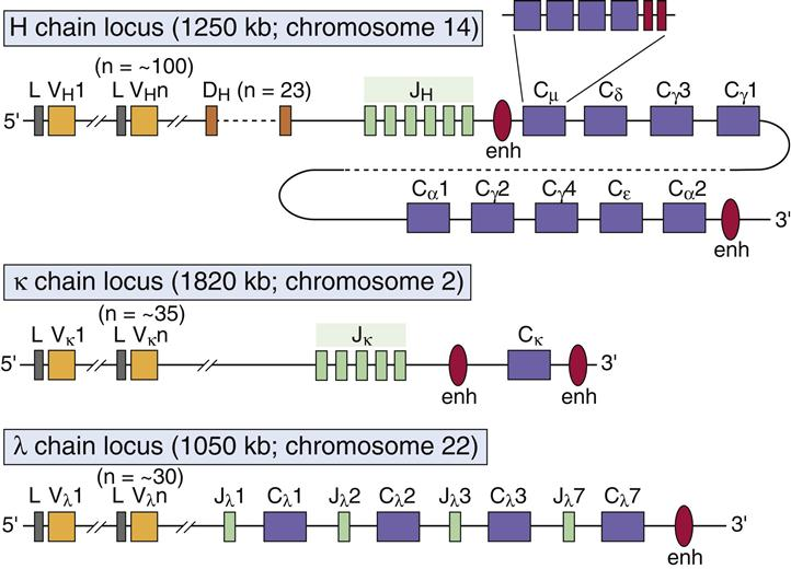 Of Mice and Men: Regeneron v Kymab - The IPKat
