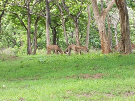 Tamilnadu Tourism: Ooty - Places of Interest - II