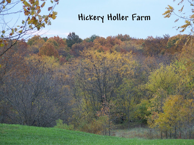 Hickery Holler Farm: Next Years Hope