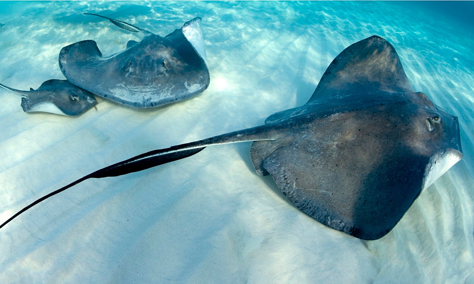 Something FISH-y about it