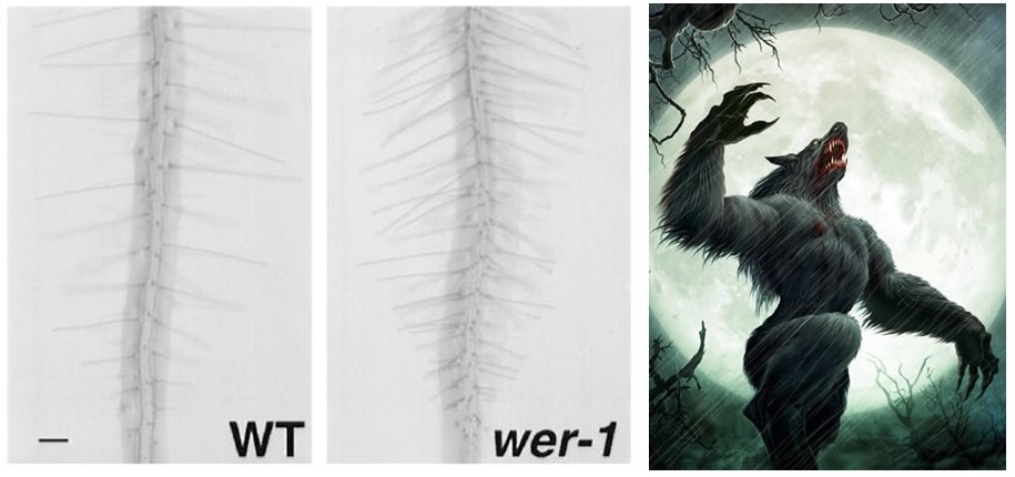 Mutant Series: WEREWOLF (WER)