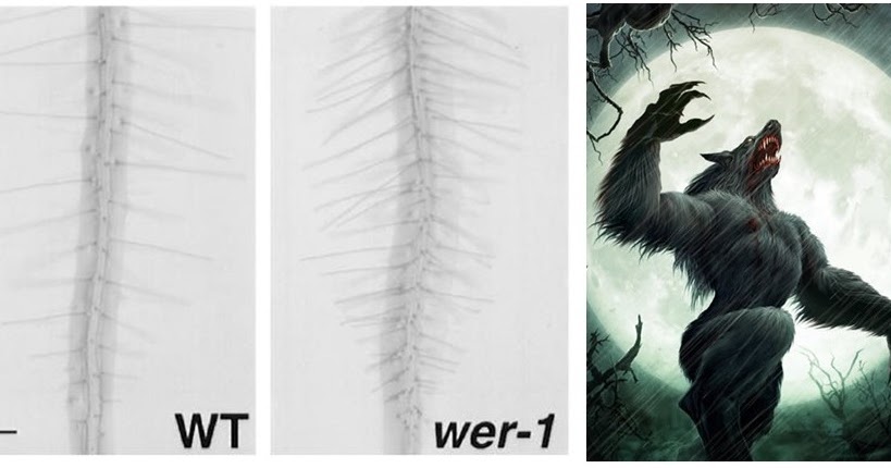 Mutant Series: WEREWOLF (WER)