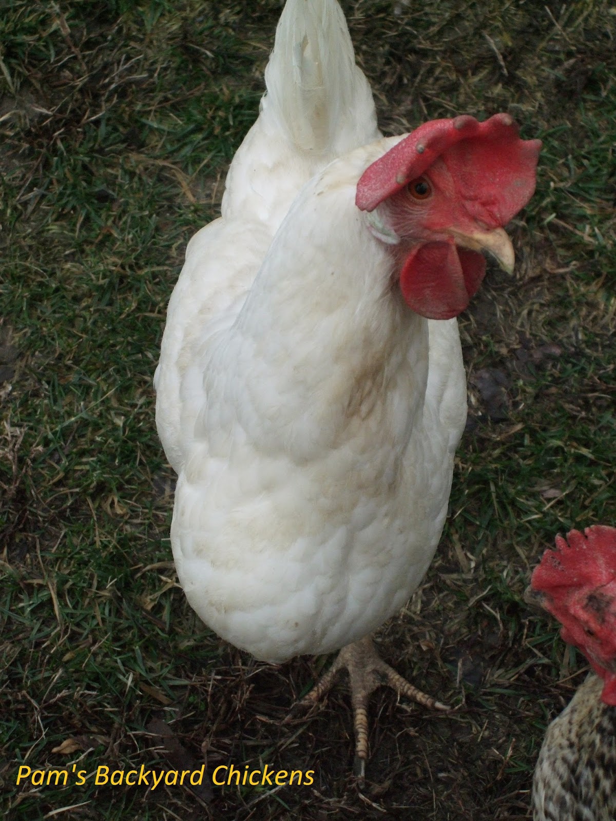 Pam's Backyard Chickens: The Leghorn Chicken - Breed Spotlight