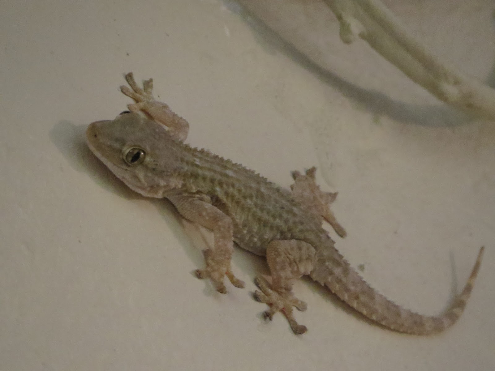 Madrid Adrift: Spanish Wildlife!