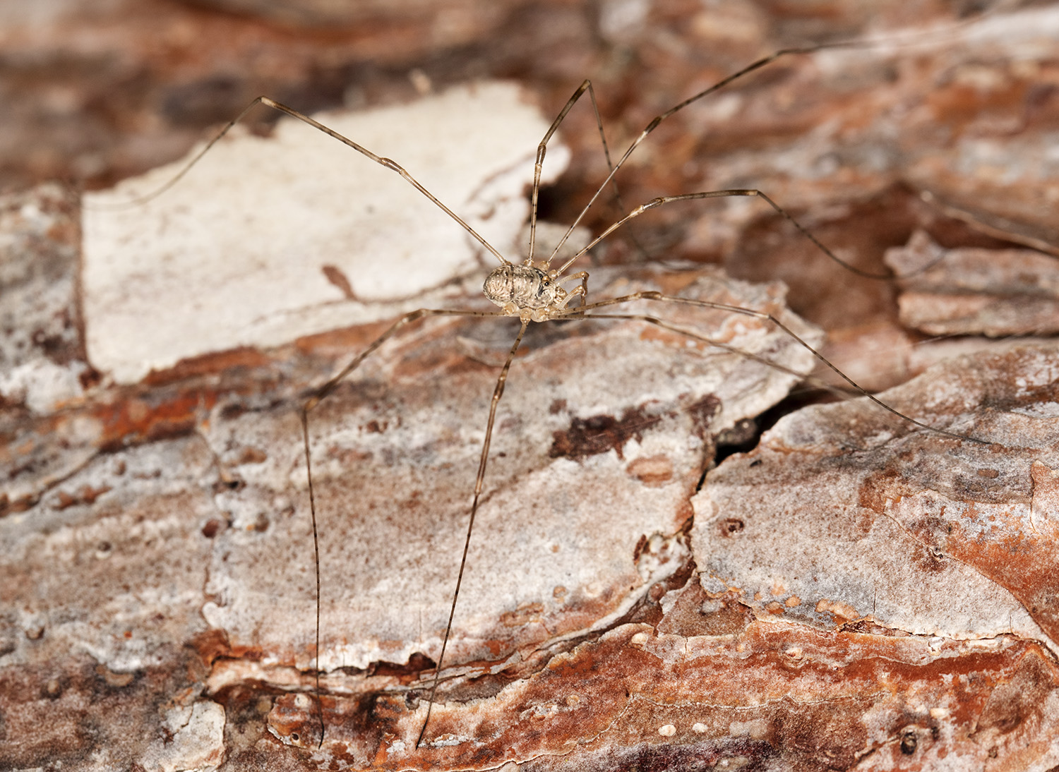 Kelsey Park Insects | Naturally