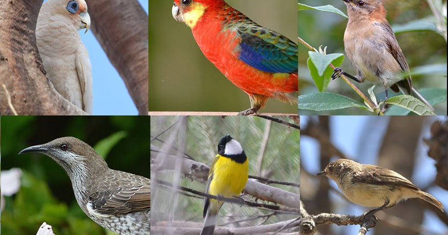 Leeuwin Current Birding: WA State Checklists